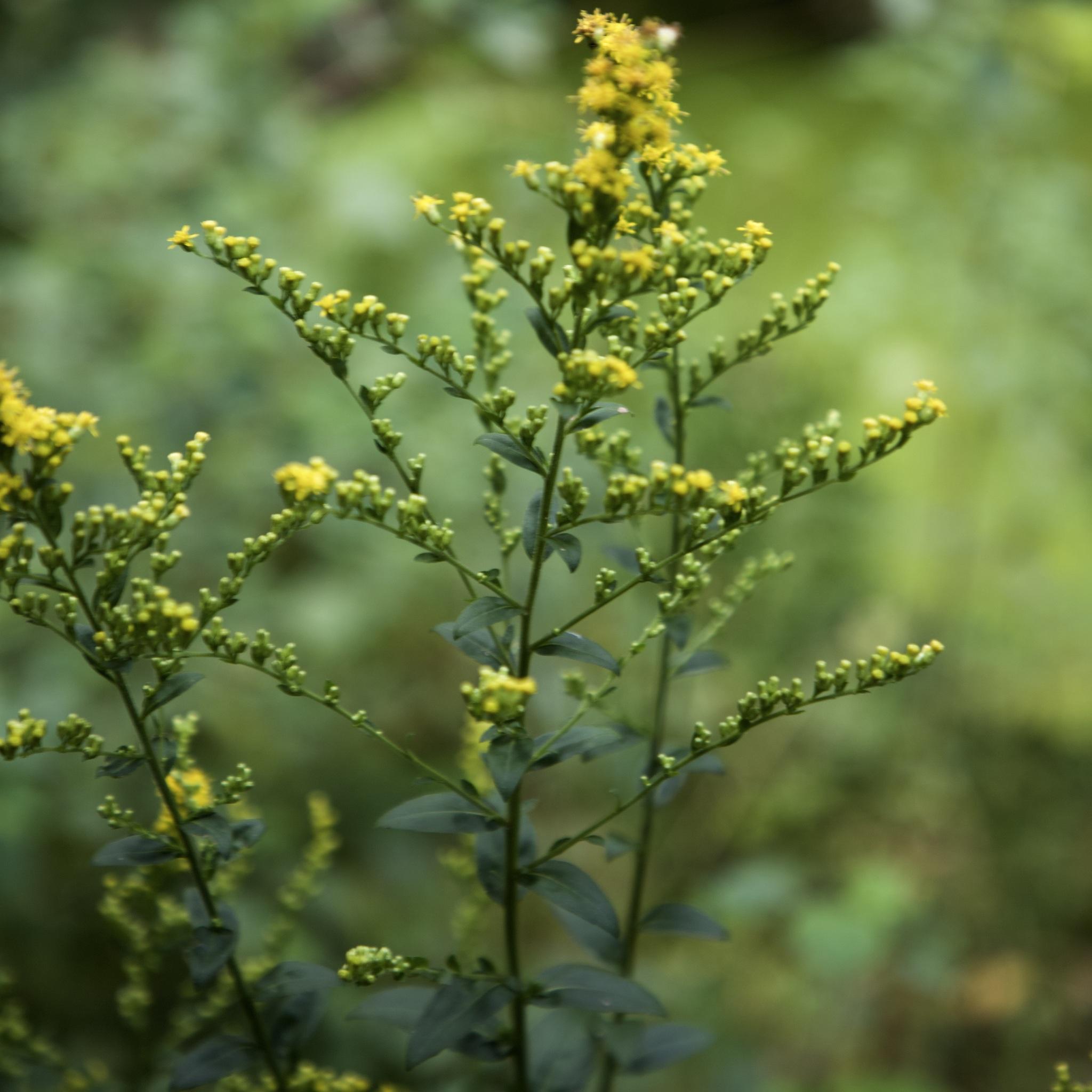 Roundleaf goldenrod (Solidago patula) Care Guide: Pests, Diseases ...