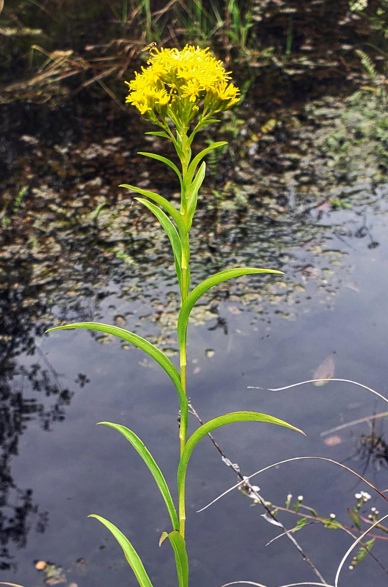 Riddell's goldenrod (Solidago riddellii) Care Guide: Pests, Diseases ...