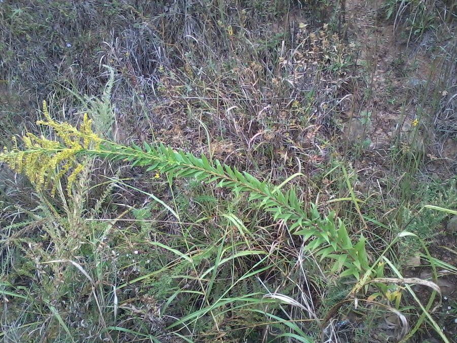 Goldenrods (Solidago) (Solidago) Care Guide: Pests, Diseases, Watering ...