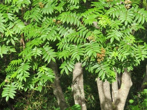 How to Propagate Japanese rowan: Complete Propagation Guide | ForwardPlant