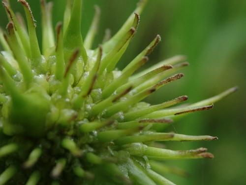 Branching bur-reed (Sparganium androcladum) Care Guide: Pests, Diseases ...