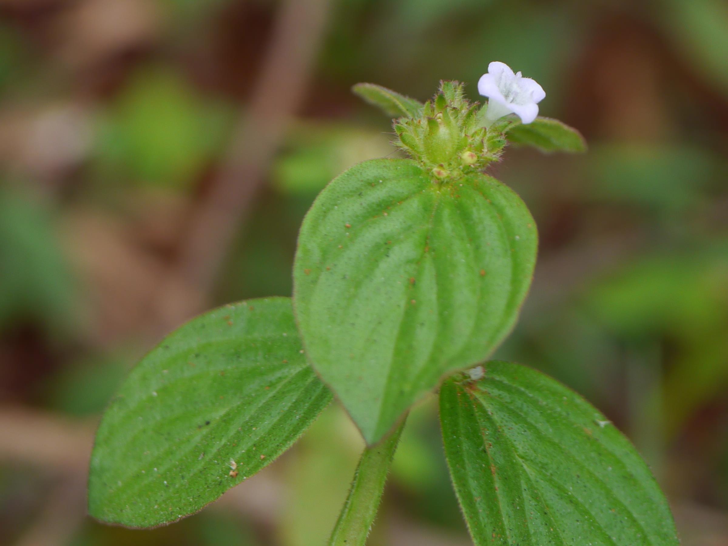Winged false buttonweed (Spermacoce alata) Care Guide: Pests, Diseases ...