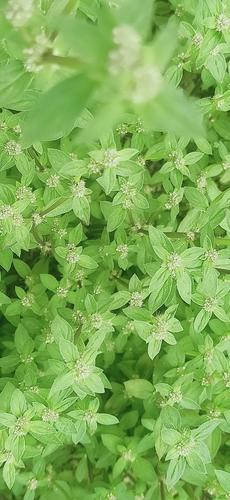 Pacific false buttonweed (Spermacoce exilis) Care Guide: Pests ...