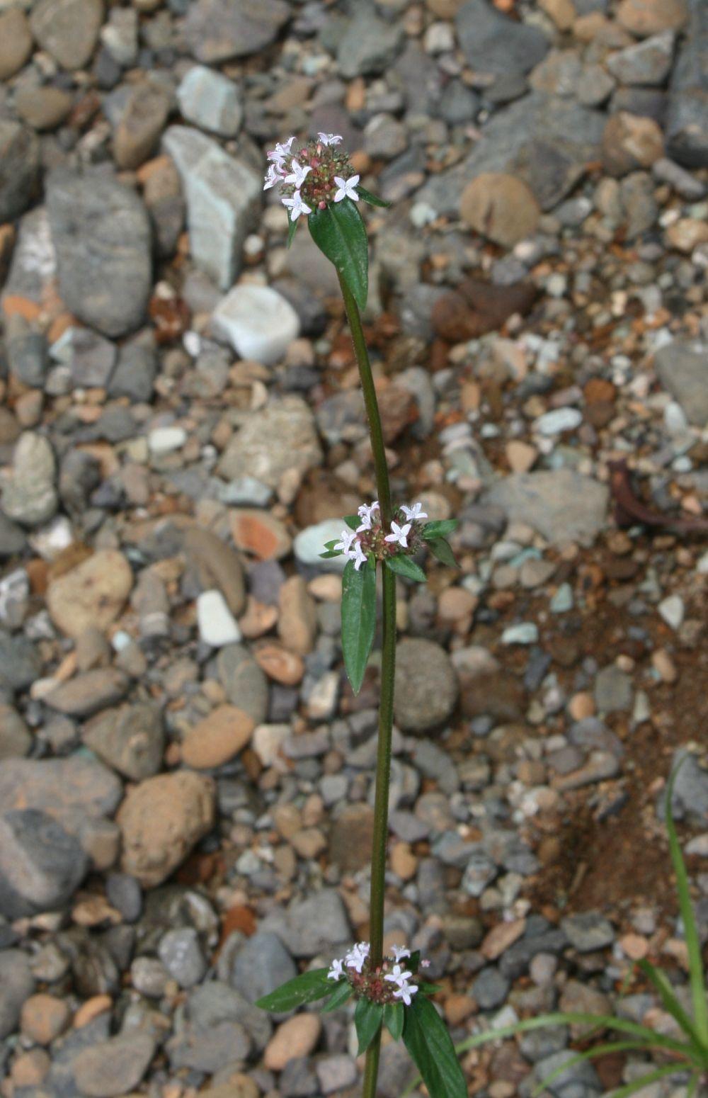 Woodland false buttonweed (Spermacoce remota) Care Guide: Pests ...