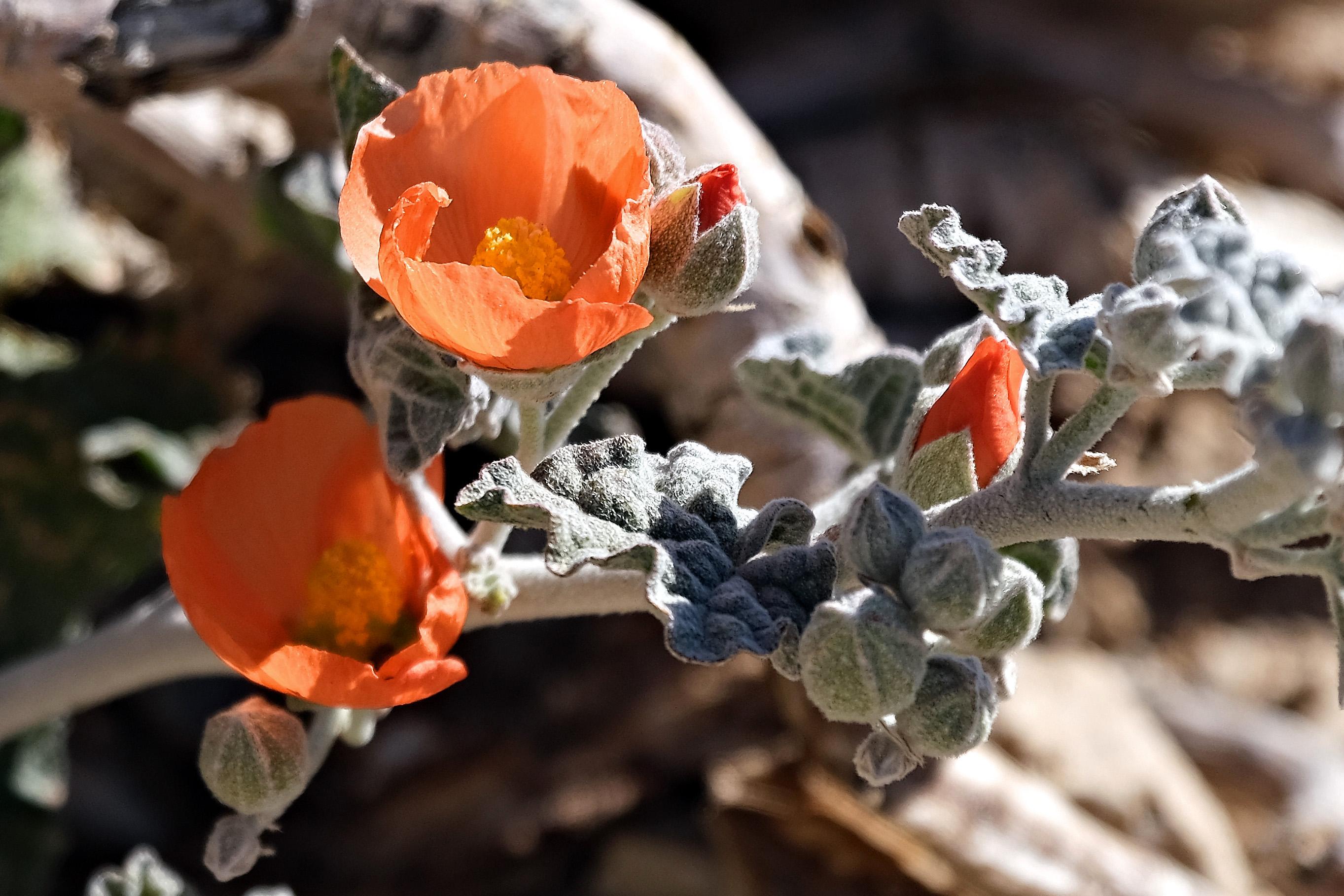 Desert globe mallow (Sphaeralcea ambigua) Care Guide: Pests, Diseases ...