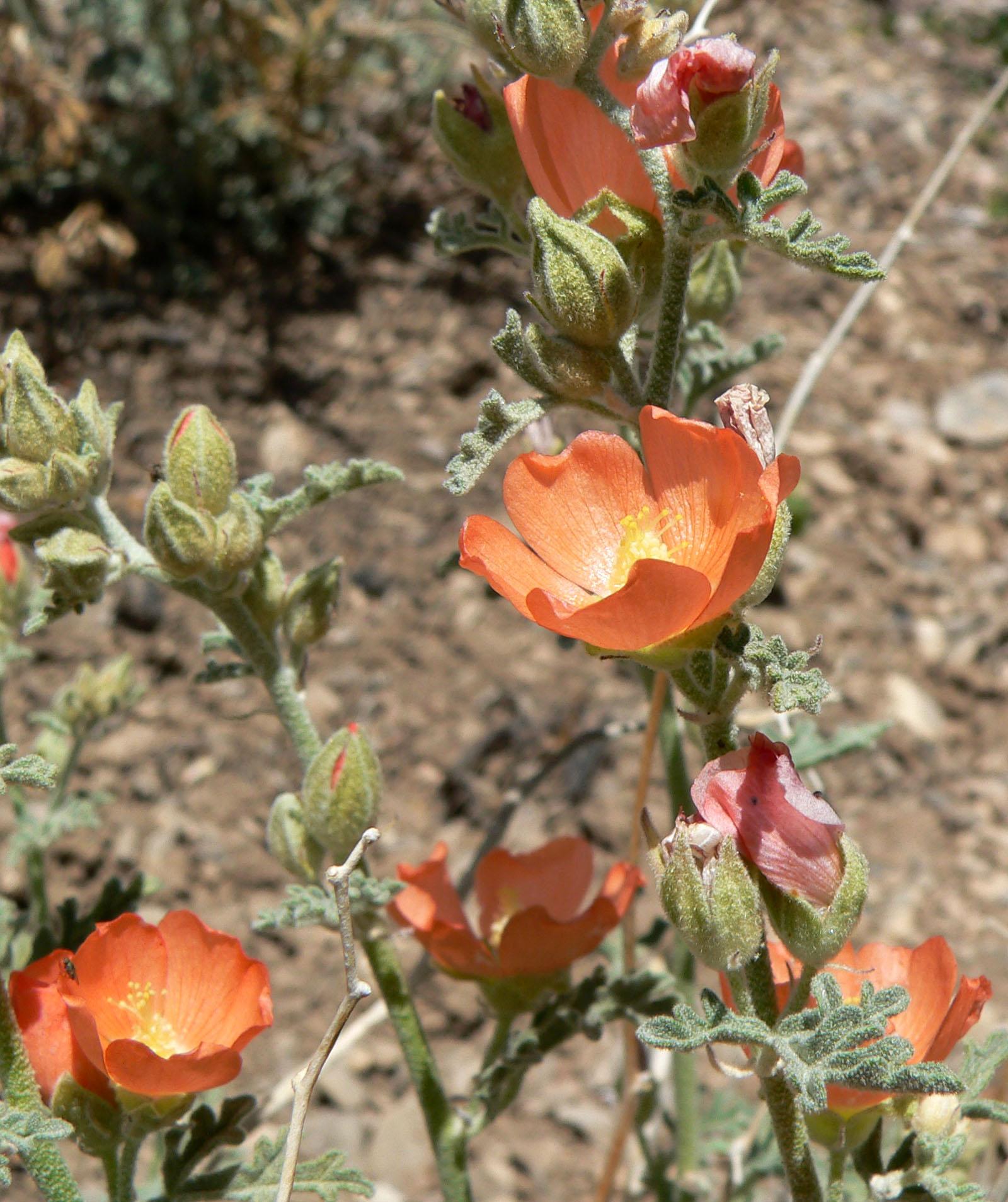Gooseberryleaf globemallow (Sphaeralcea grossulariifolia) Care Guide ...