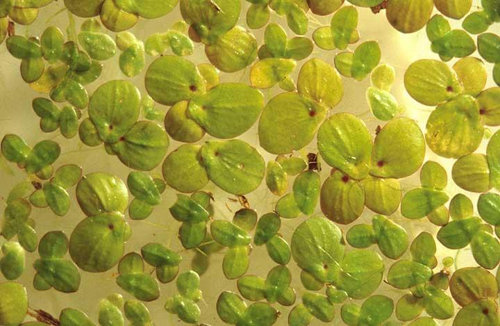 Dotted duckmeat (Spirodela punctata) Care Guide: Pests, Diseases ...
