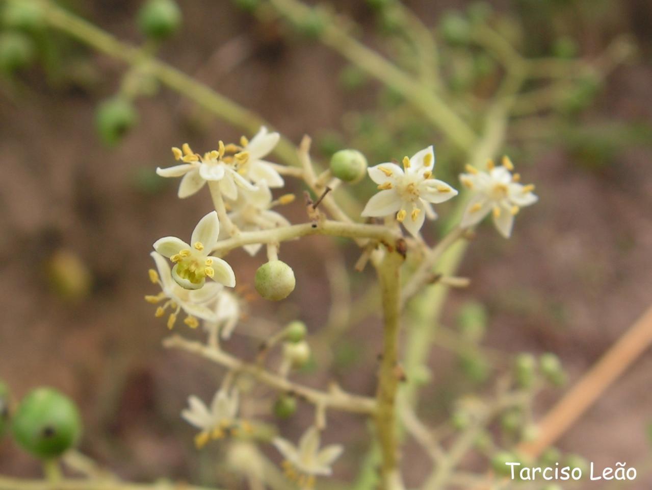 Yellow mombin (Spondias mombin) Care Guide: Pests, Diseases, Watering ...