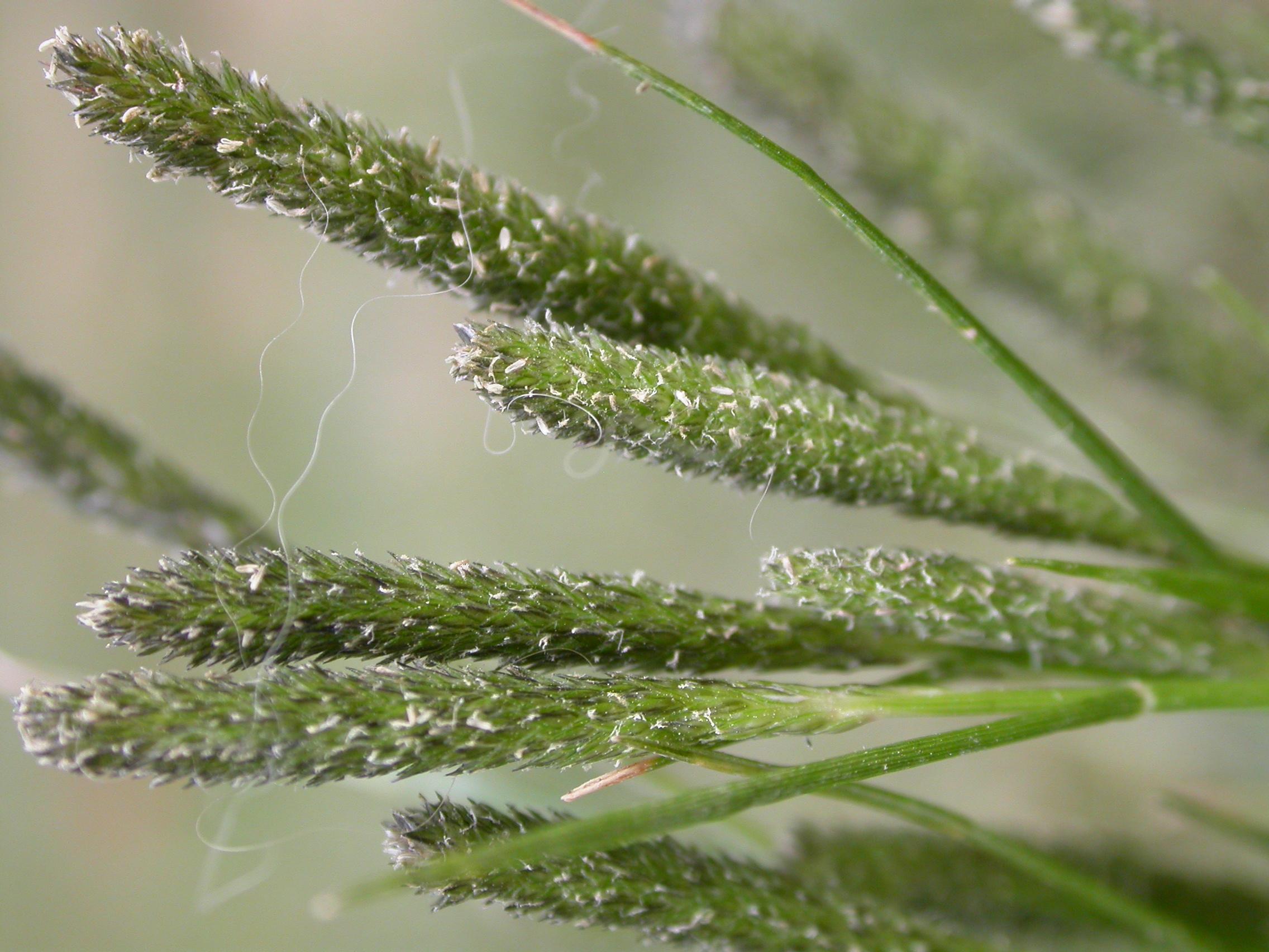 Foxtail prickle grass (Sporobolus alopecuroides) Care Guide: Pests ...