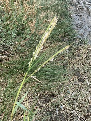 Common cordgrass (Sporobolus anglicus) Care Guide: Pests, Diseases ...
