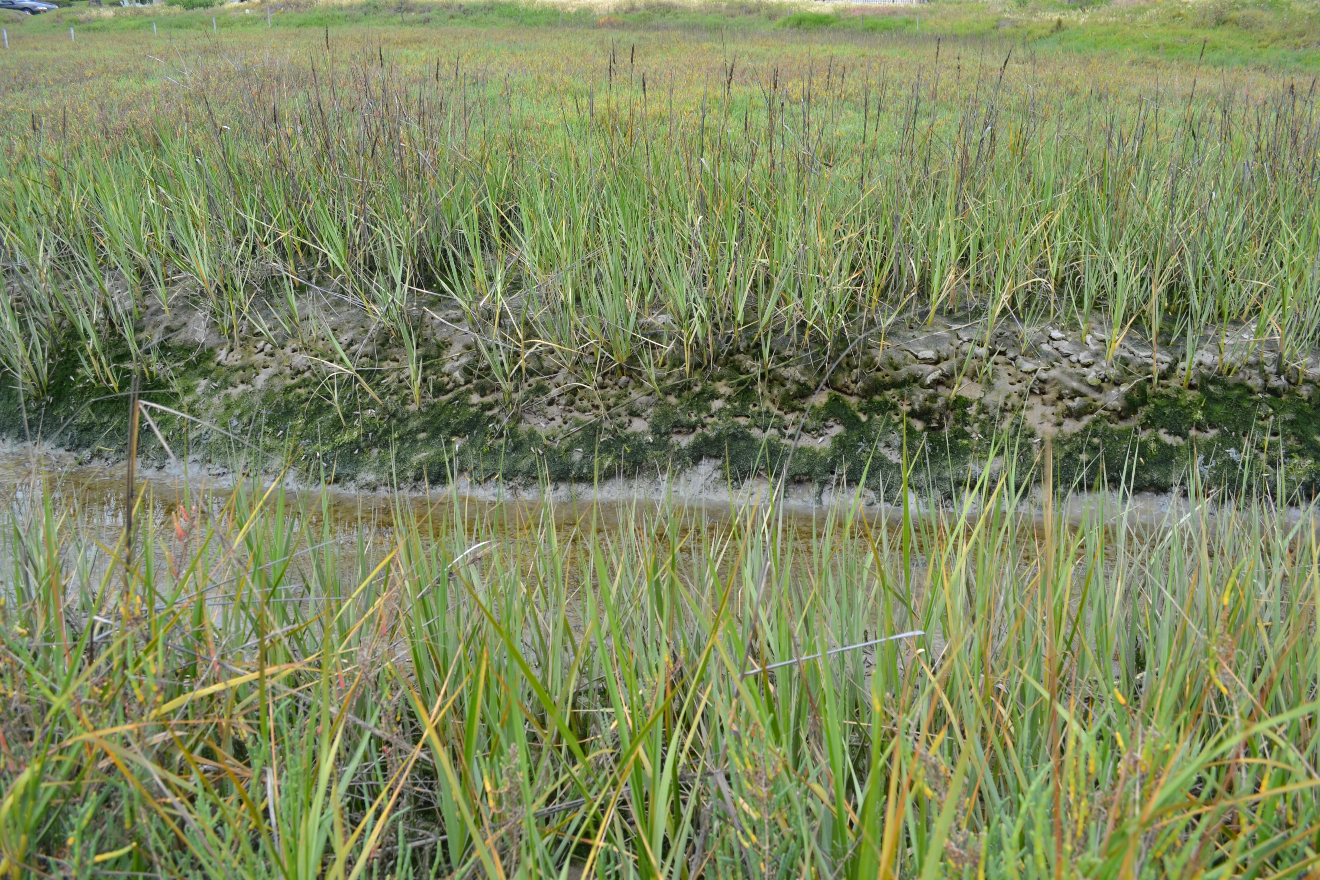 California cordgrass (Sporobolus foliosus) Care Guide: Pests, Diseases ...