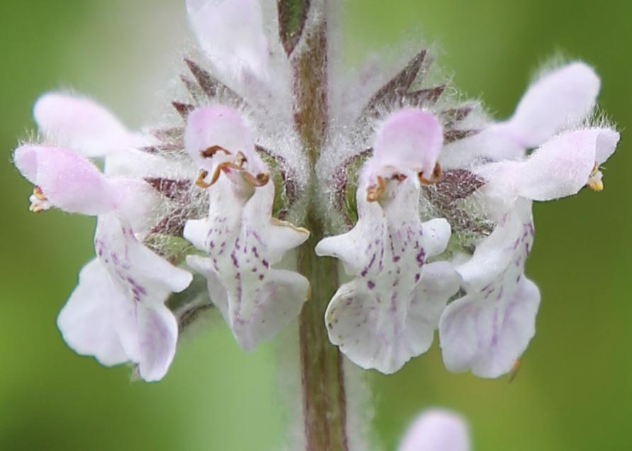 Whitestem hedgenettle (Stachys albens) Care Guide: Pests, Diseases ...