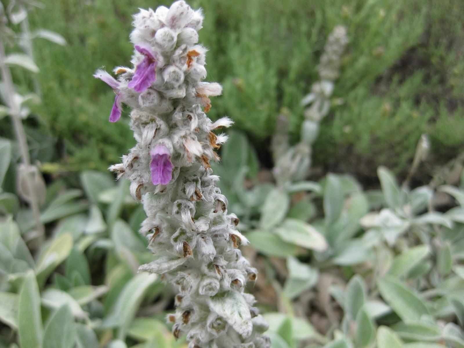 How to Prune Lamb's-ear: Complete Pruning Guide | ForwardPlant