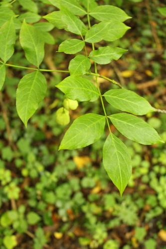 Common bladdernut (Staphylea pinnata) Care Guide: Pests, Diseases ...