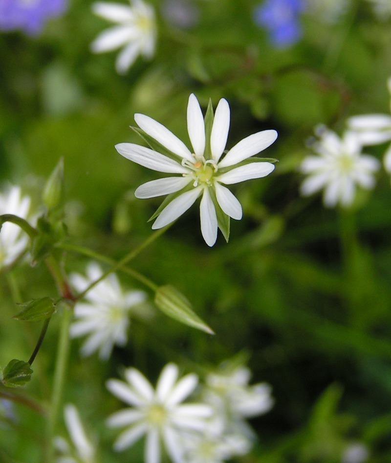 Chickweeds (Stellaria) (Stellaria) Care Guide: Pests, Diseases ...