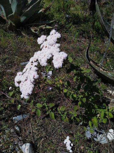Sawtooth candyleaf (Stevia serrata) Care Guide: Pests, Diseases ...