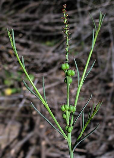 Queen's-root (Stillingia linearifolia) Care Guide: Pests, Diseases ...