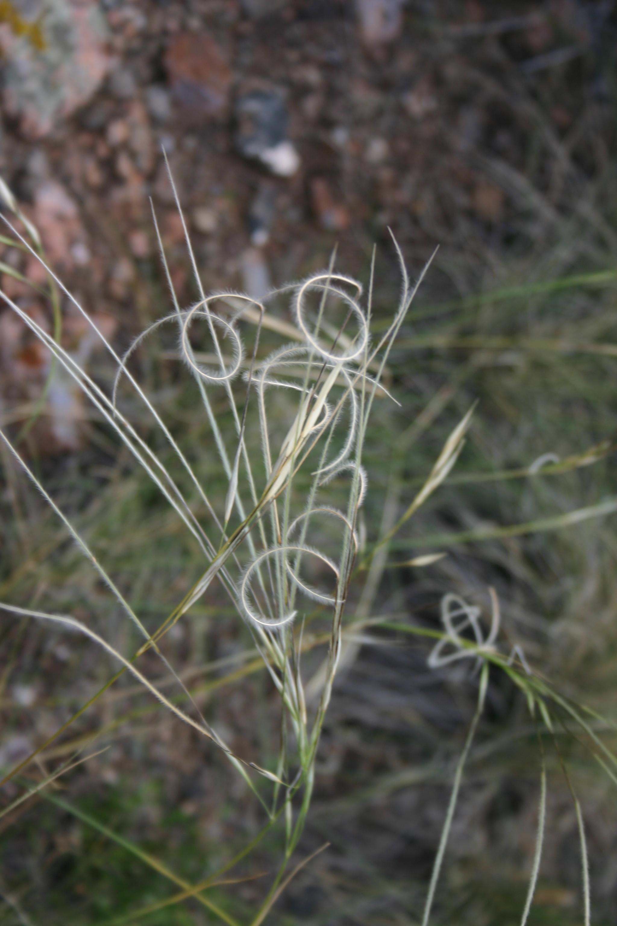 Needle and thread grass (Stipa comata) Care Guide: Pests, Diseases ...