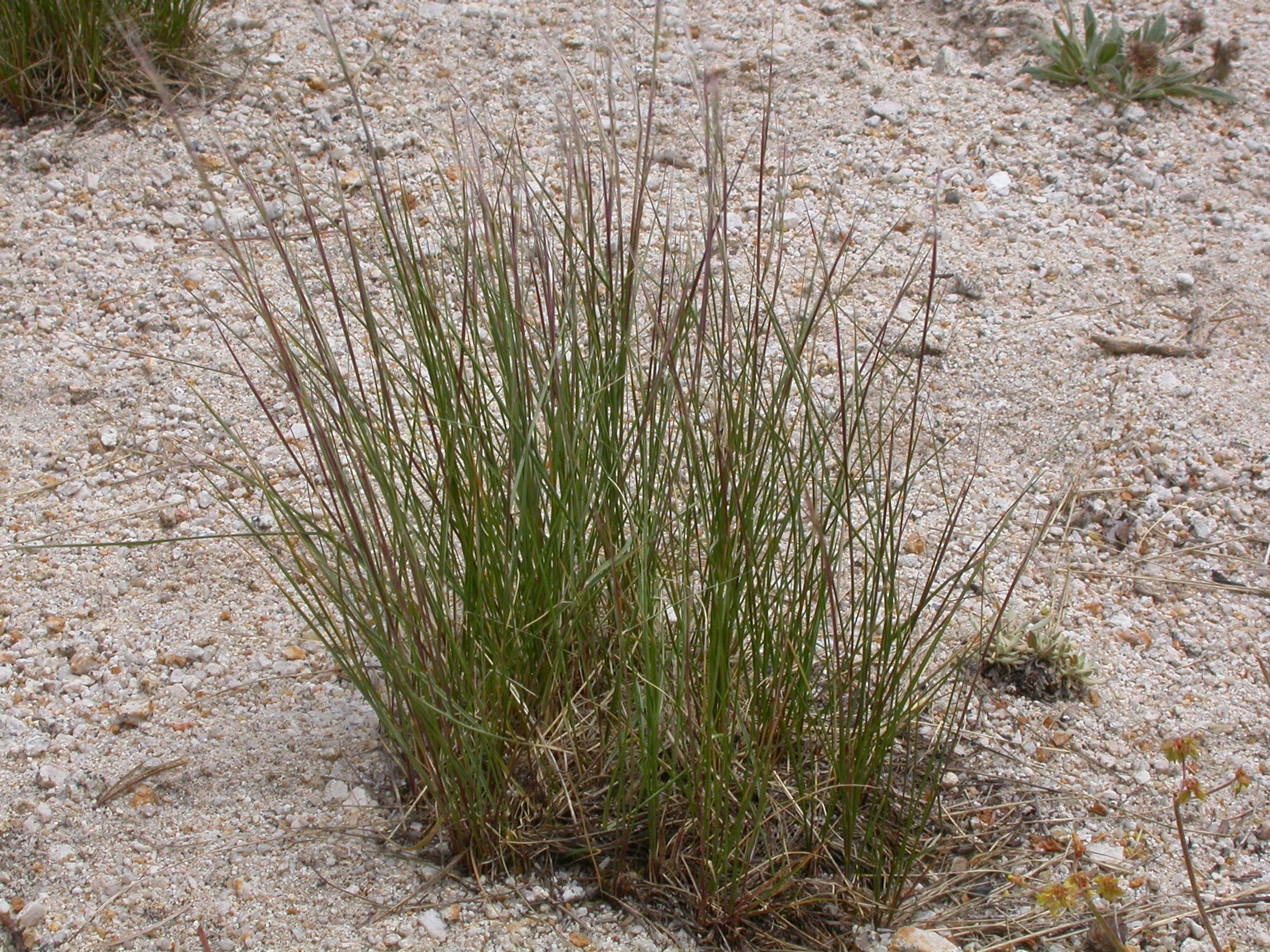 Western needle grass (Stipa occidentalis) Care Guide: Pests, Diseases ...
