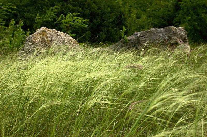 Narrow small-reed (Stipa pennata) Care Guide: Pests, Diseases, Watering ...
