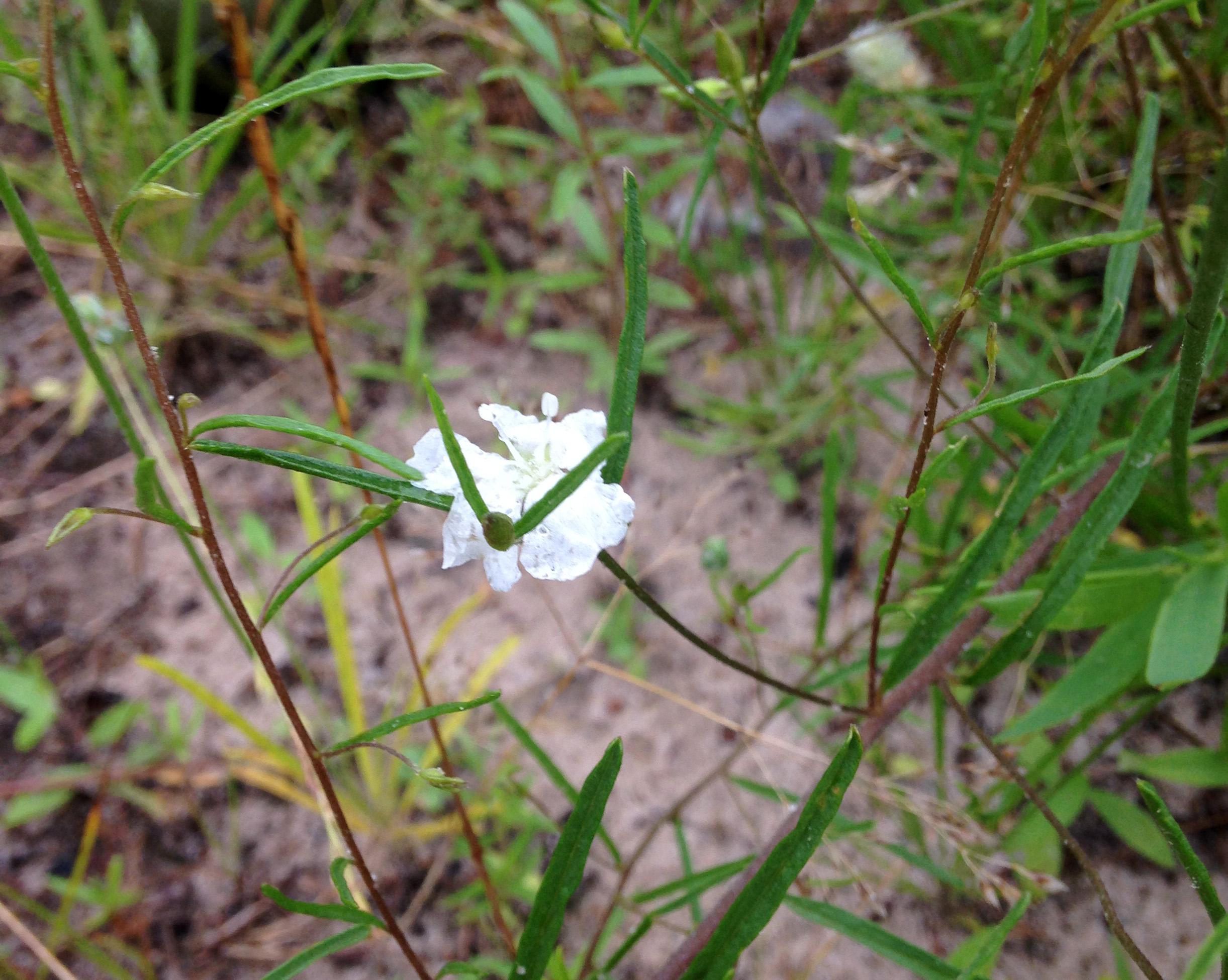 Pickering's dawnflower (Stylisma pickeringii) Care Guide: Pests ...