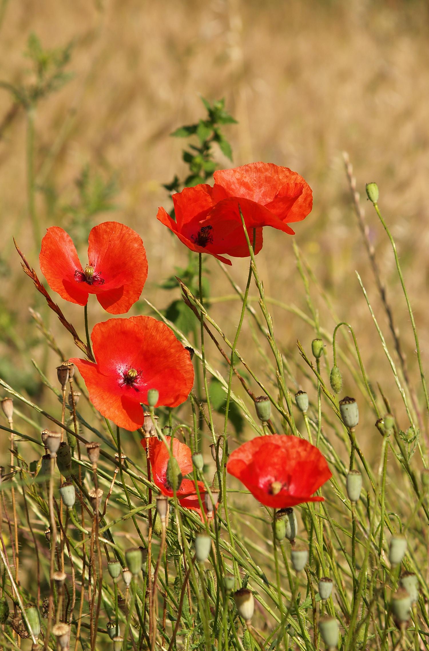 poppy (Stylomecon) (Stylomecon) Care Guide: Pests, Diseases, Watering ...