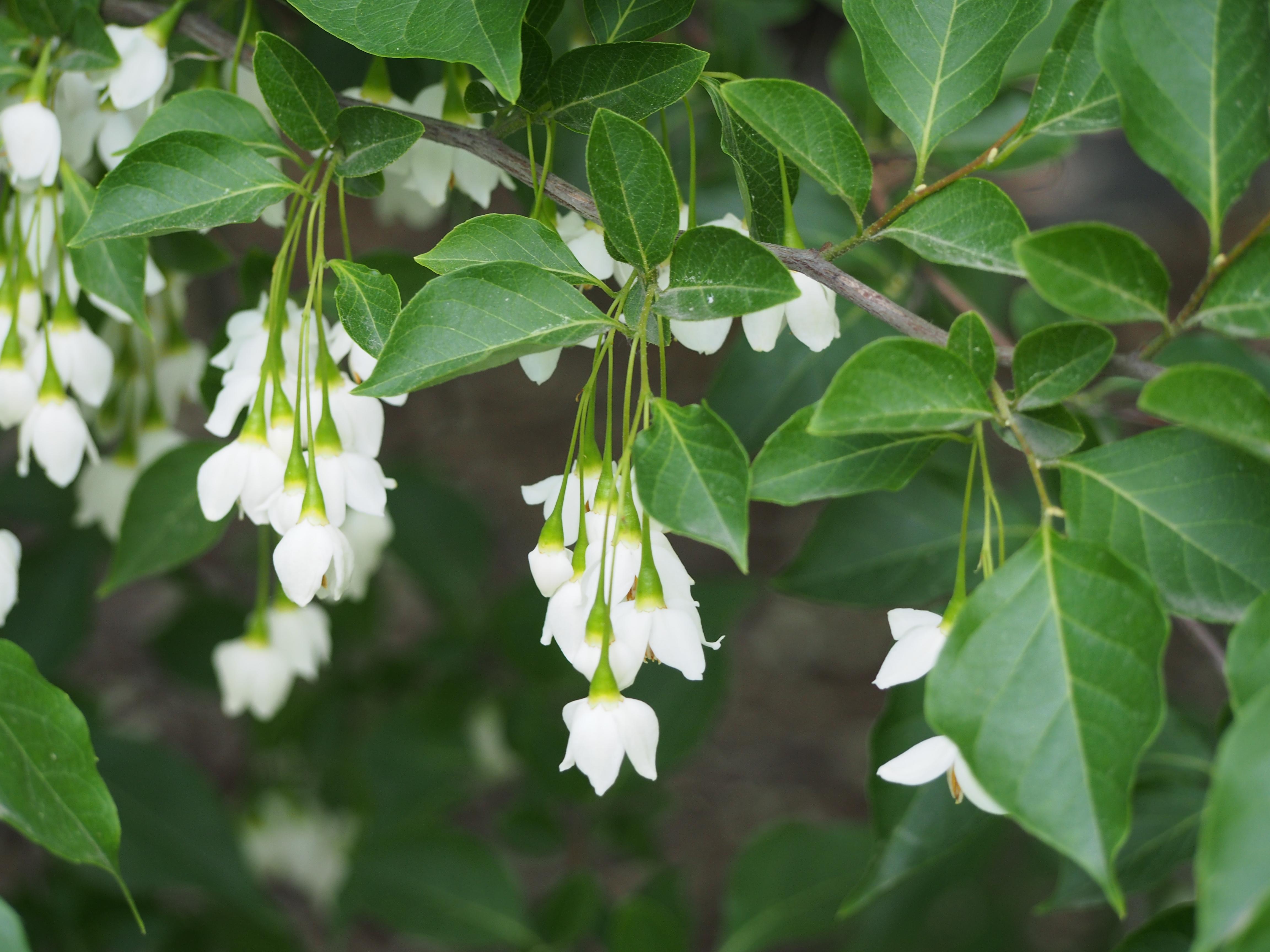 How to identify Japanese Snowbell (Styrax japonicus) | PlantJoy
