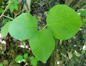 How to Prune Sycamore-leaf snowbell: Complete Pruning Guide | ForwardPlant