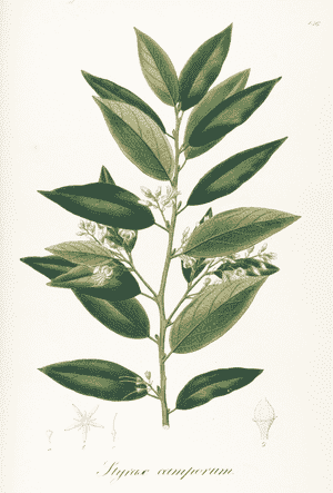 storaxes (Styrax) (Styrax) Care Guide: Pests, Diseases, Watering ...