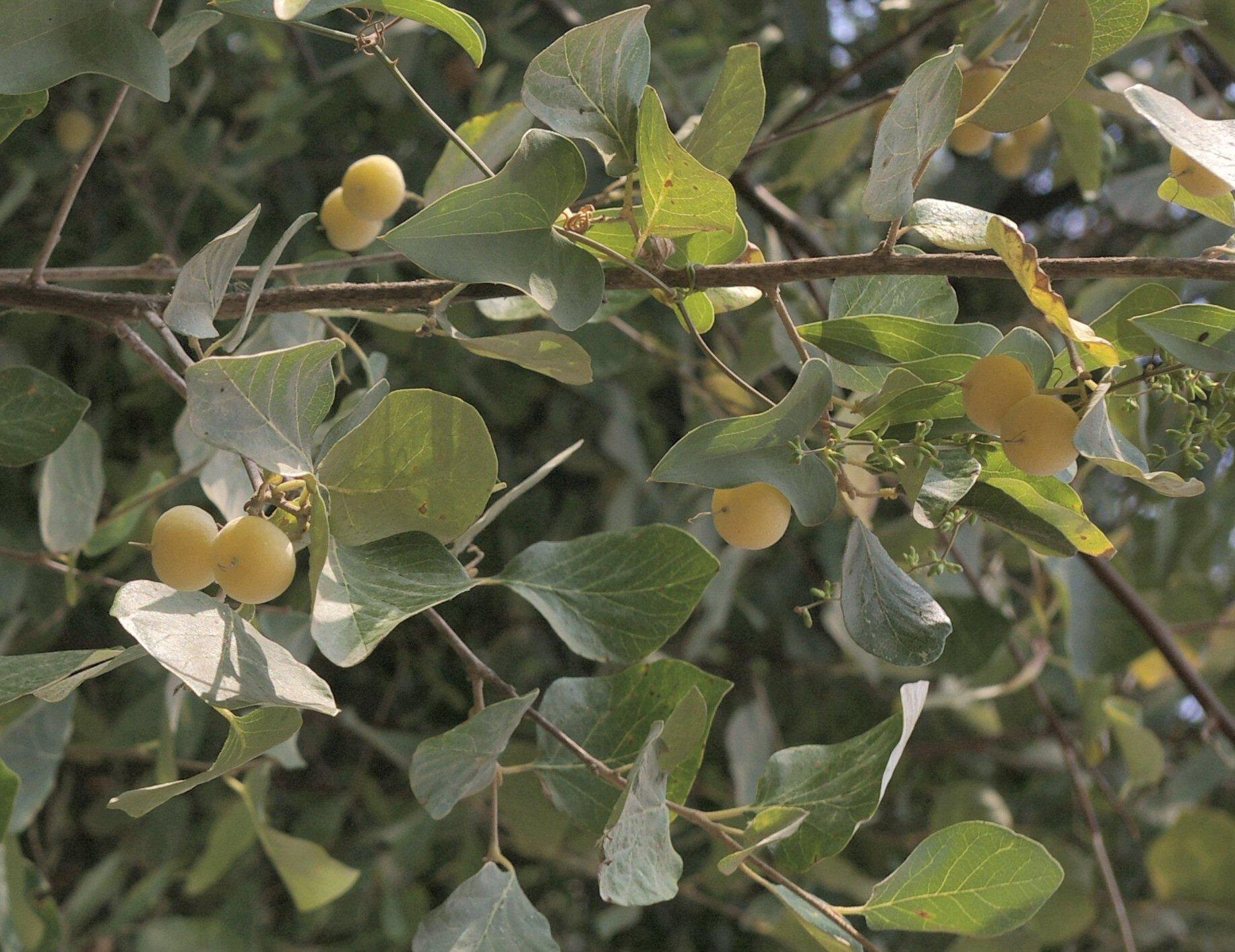 storaxes (Styrax) (Styrax) Care Guide: Pests, Diseases, Watering ...