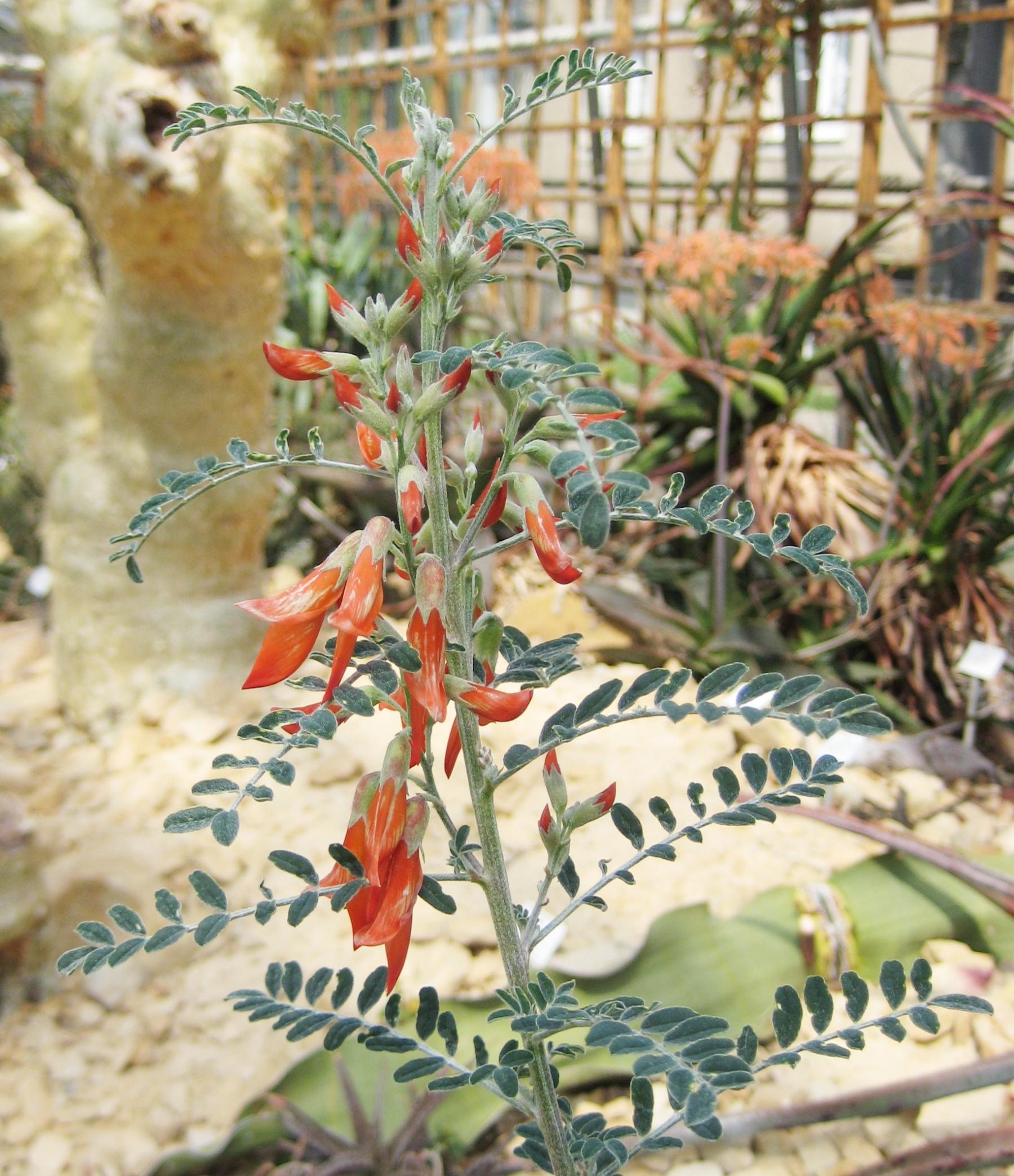 Cancer bush (Sutherlandia frutescens) Care Guide: Pests, Diseases ...