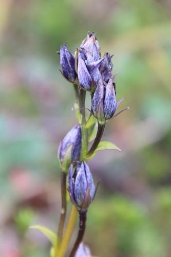 Felwort (Swertia perennis) Care Guide: Pests, Diseases, Watering ...