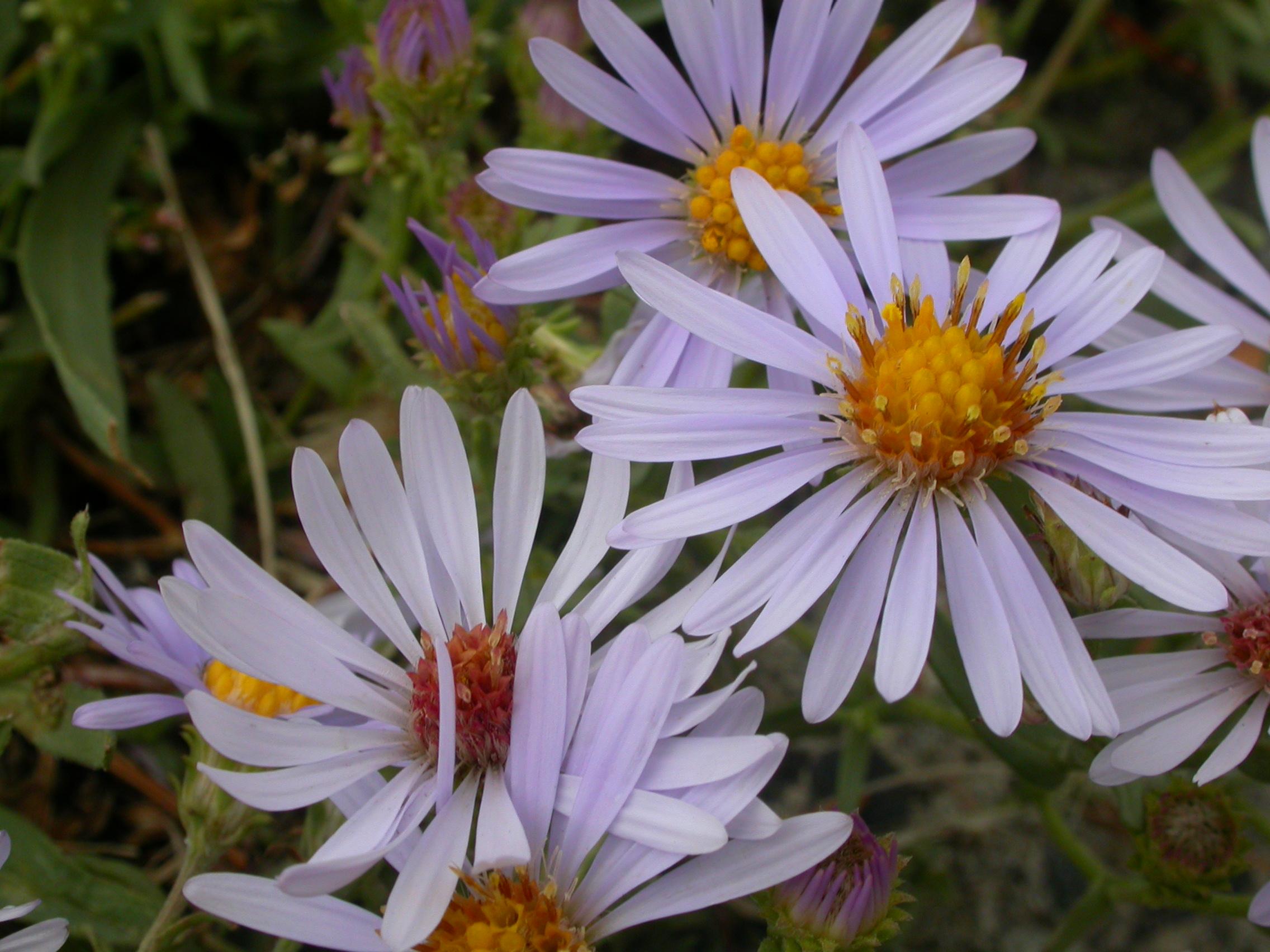 Western aster (Symphyotrichum ascendens) Care Guide: Pests, Diseases ...