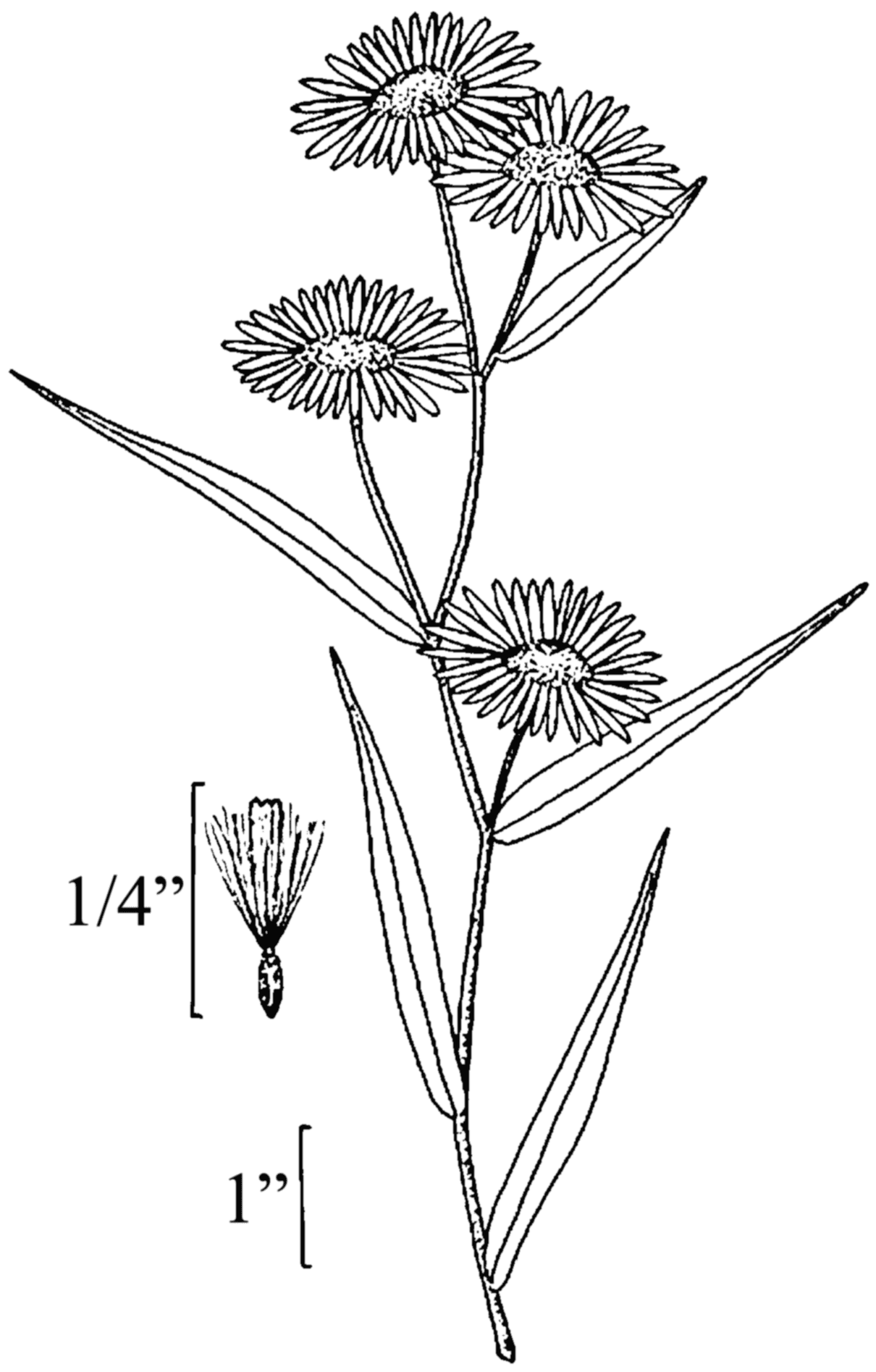 Northern bog aster (Symphyotrichum boreale) Care Guide: Pests, Diseases ...