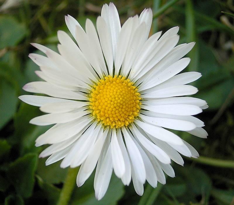 Eastern silver aster (Symphyotrichum concolor) Care Guide: Pests ...