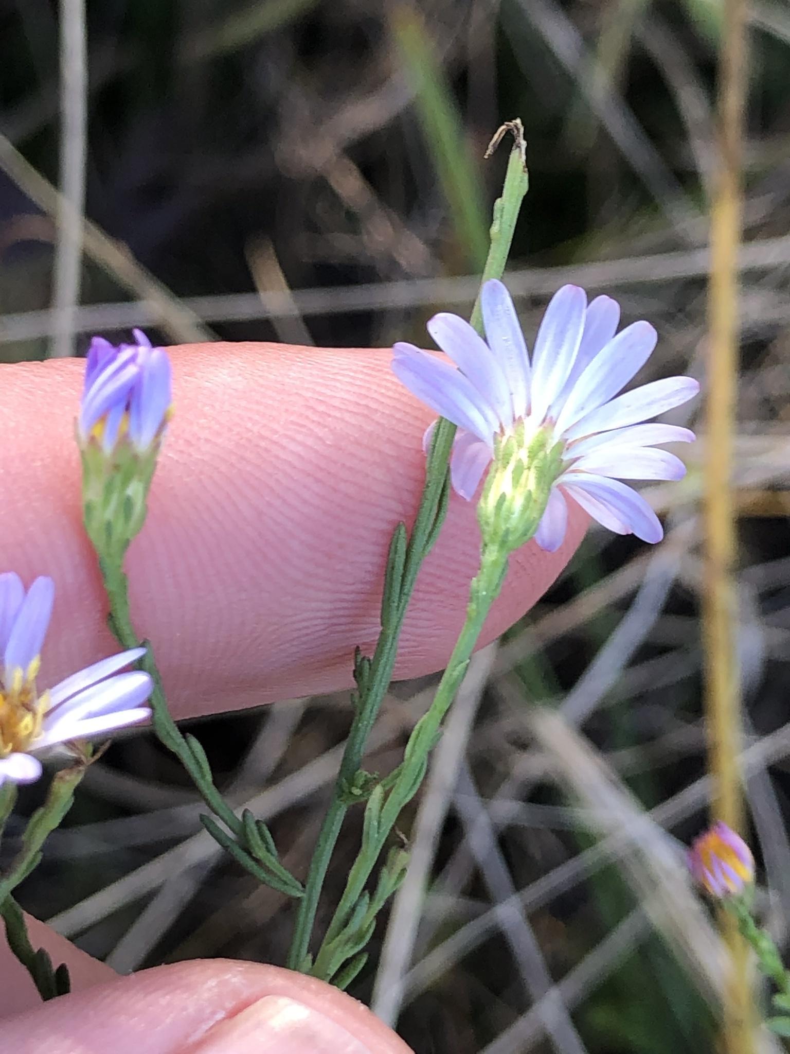 Rice button aster (Symphyotrichum dumosum) Care Guide: Pests, Diseases ...
