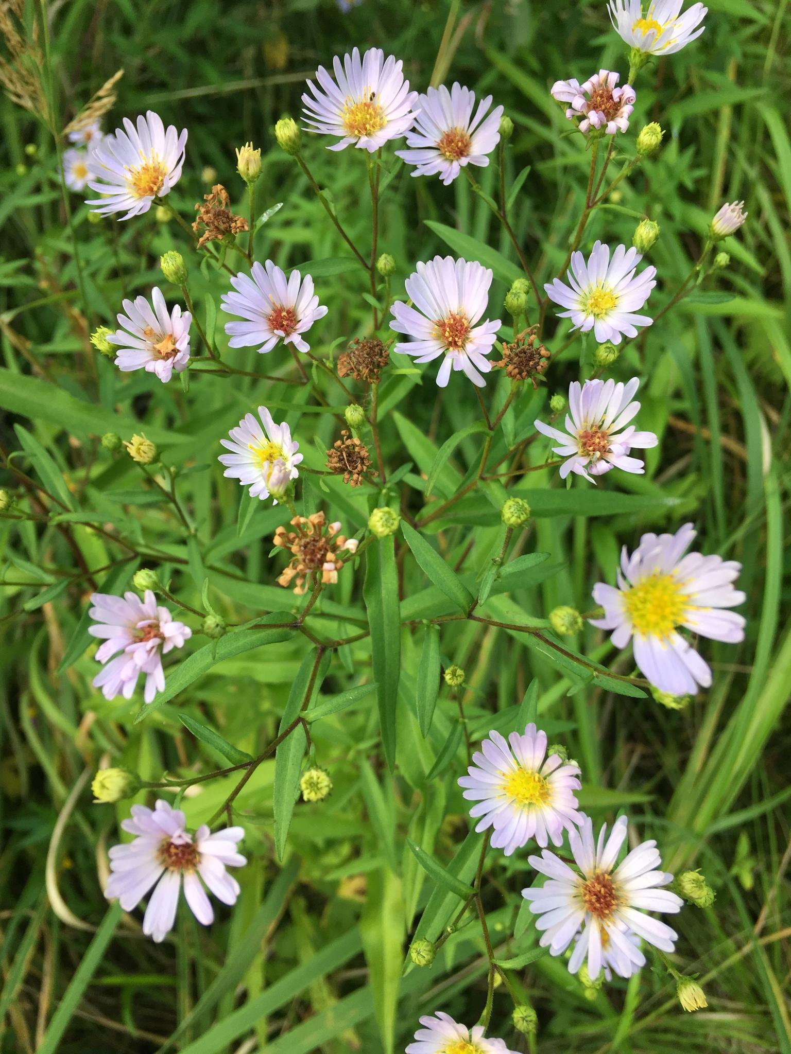 White Panicle Aster Symphyotrichum Lanceolatum Care Guide Pests