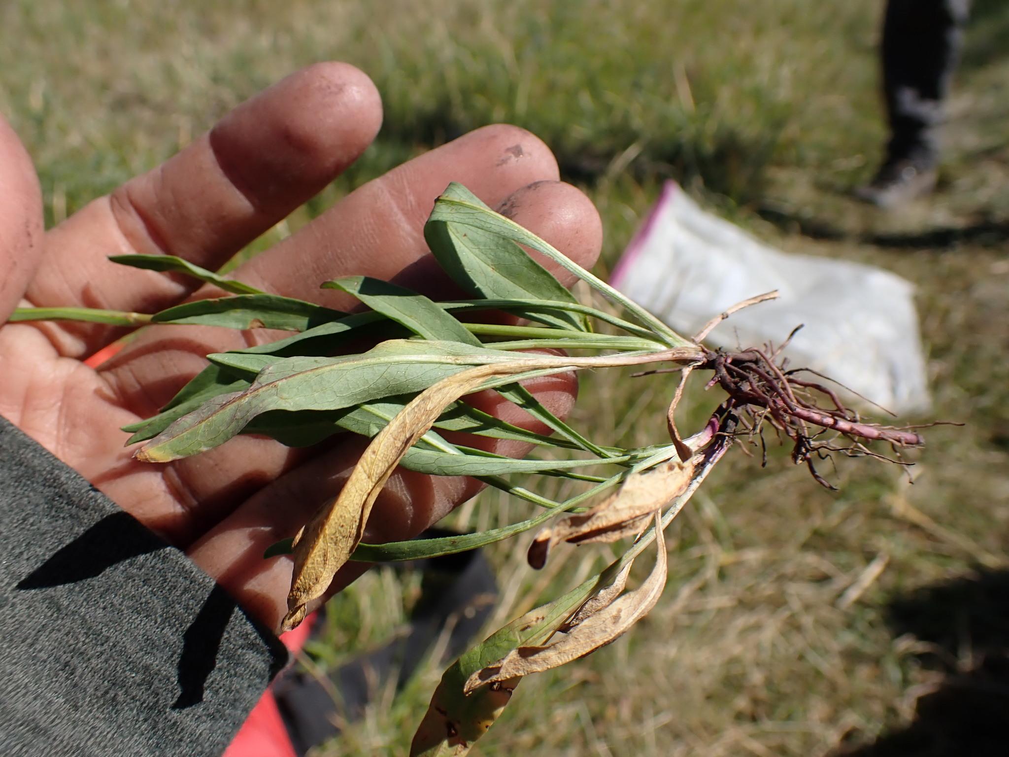 Western mountain aster (Symphyotrichum spathulatum) Care Guide: Pests ...