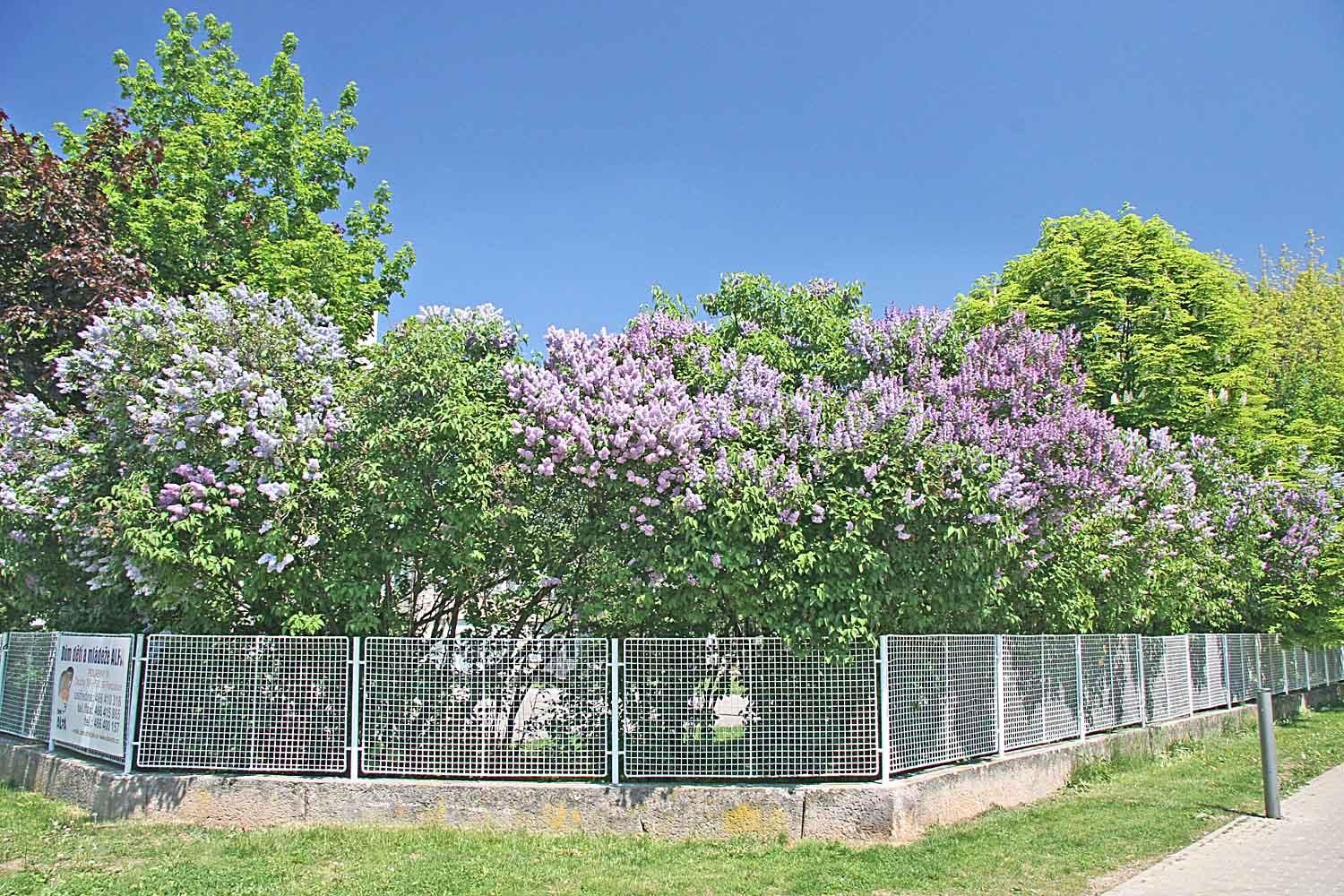 Lilacs (Syringa) (Syringa) Care Guide: Pests, Diseases, Watering ...