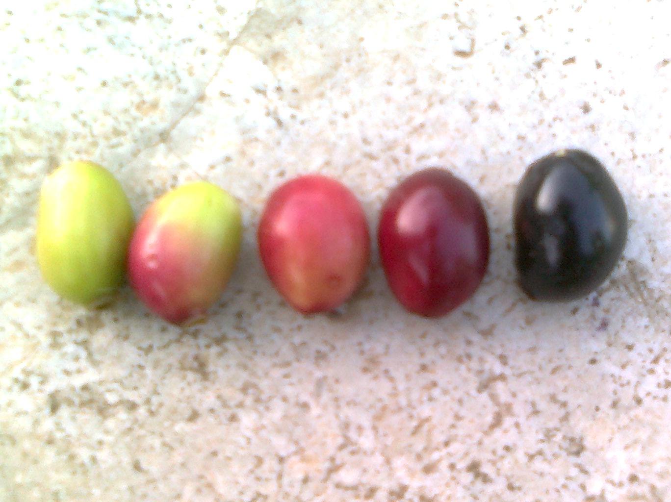 Java plum (Syzygium cumini) Care Guide: Pests, Diseases, Watering ...