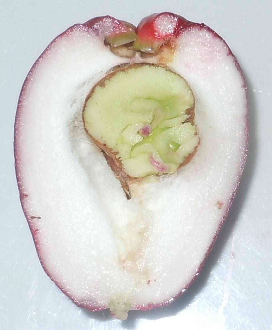 Malay apple (Syzygium malaccense) Care Guide: Pests, Diseases, Watering ...