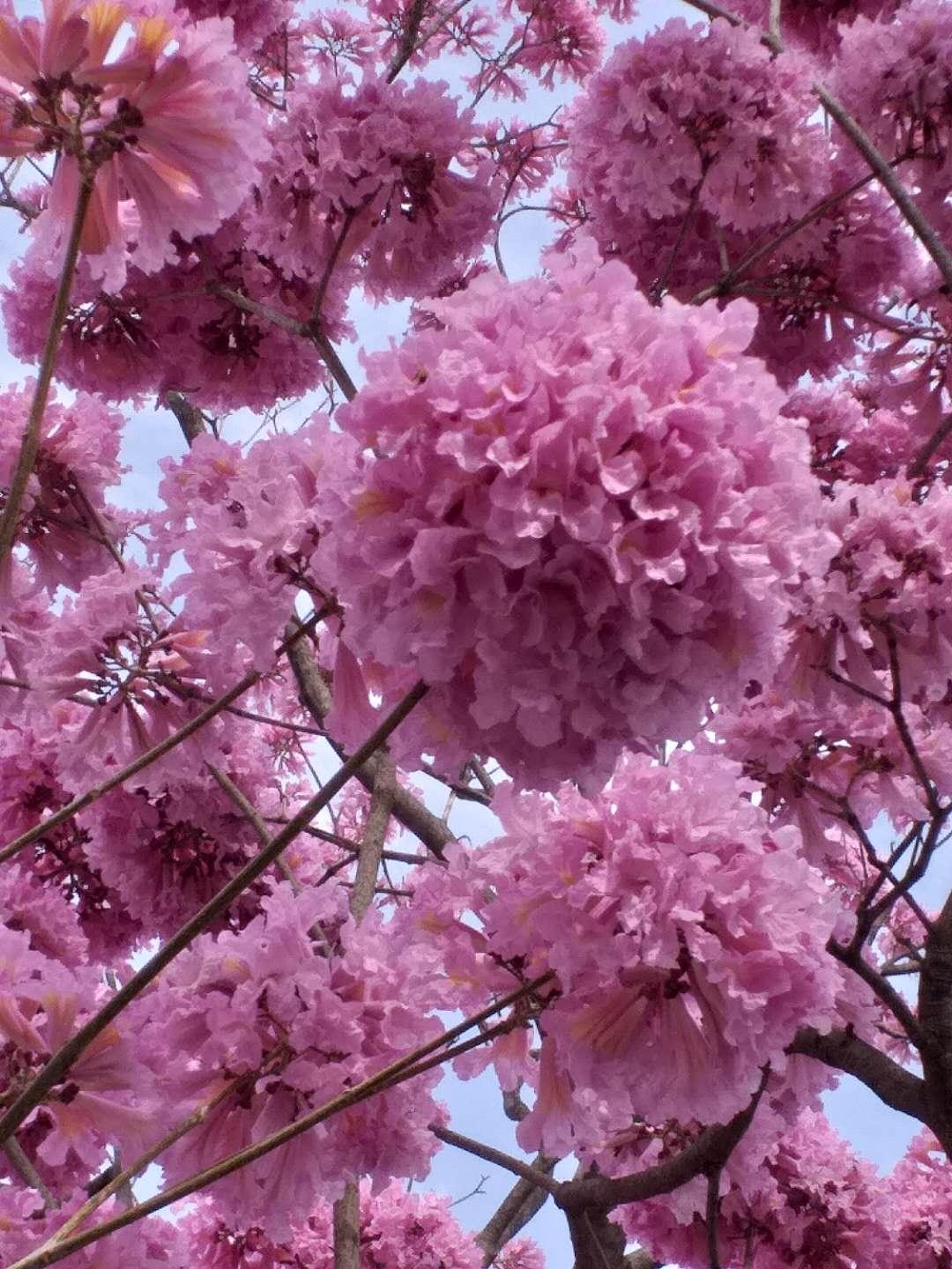 Feng Shui for Pink trumpet tree: Complete Guide | ForwardPlant