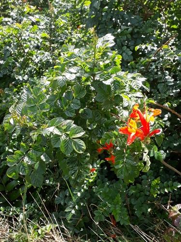 Tecomaria capensis (Tecomaria capensis) Care Guide: Pests, Diseases ...