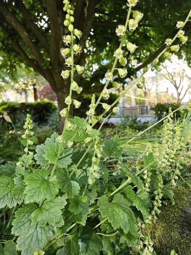 Bigflower Tellima (Tellima) (Tellima) Care Guide: Pests, Diseases ...