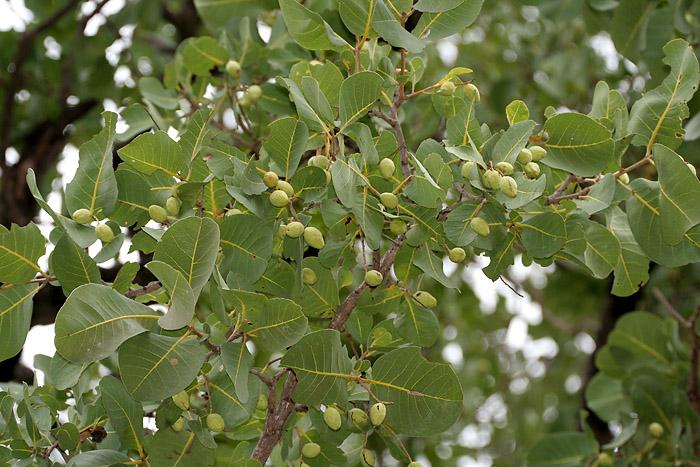 Australian almond (Terminalia muelleri) Care Guide: Pests, Diseases ...