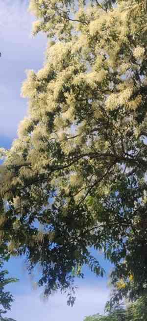 East indian almond (Terminalia myriocarpa) Care Guide: Pests, Diseases ...