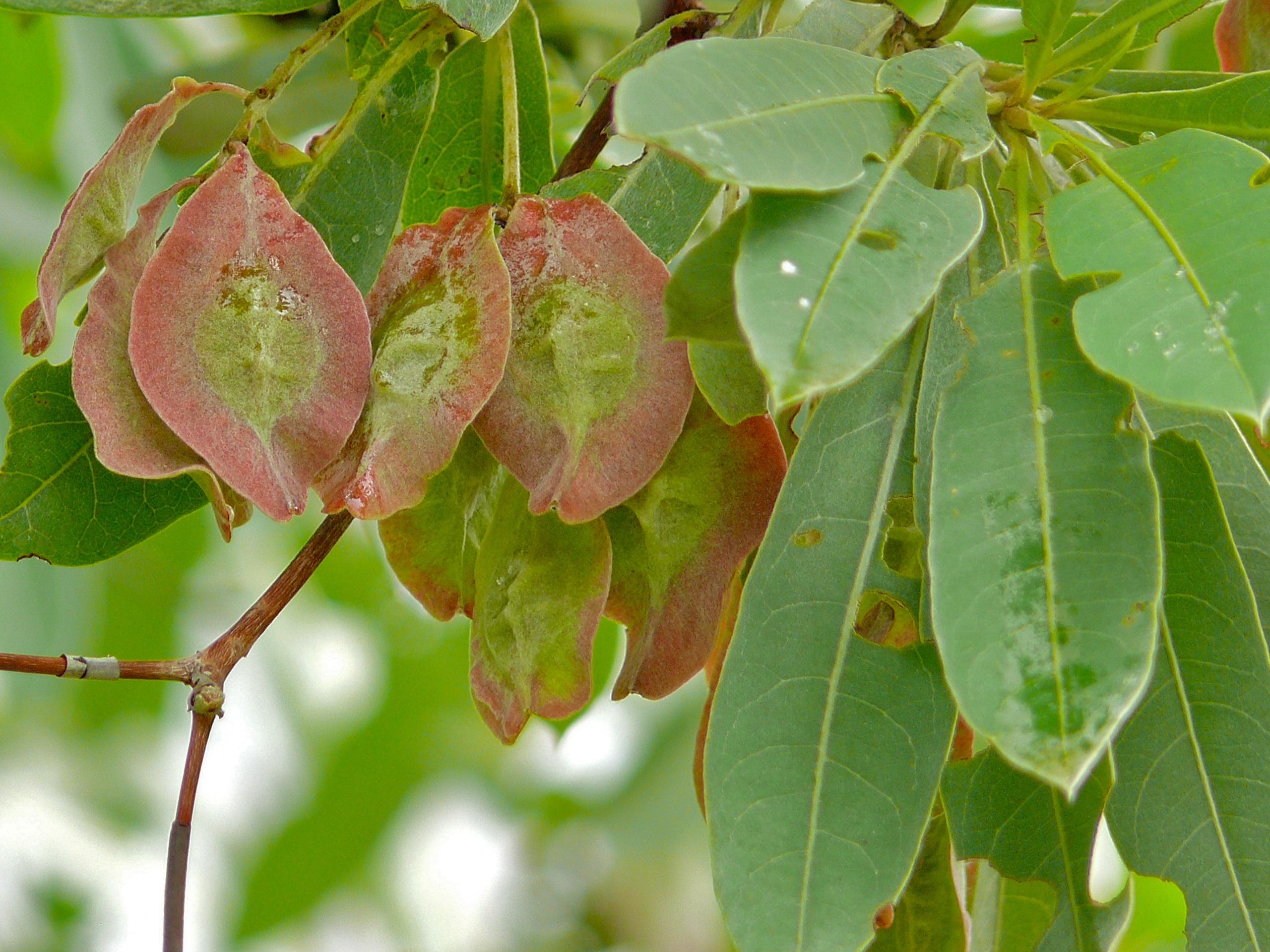 Silver terminalia (Terminalia sericea) Care Guide: Pests, Diseases ...
