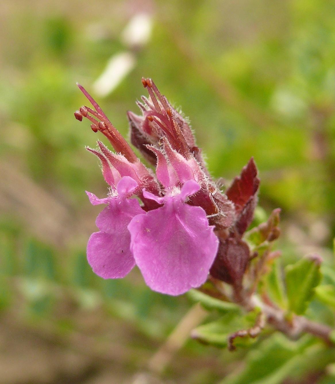 Wall germander (Teucrium chamaedrys) Care Guide: Pests, Diseases ...