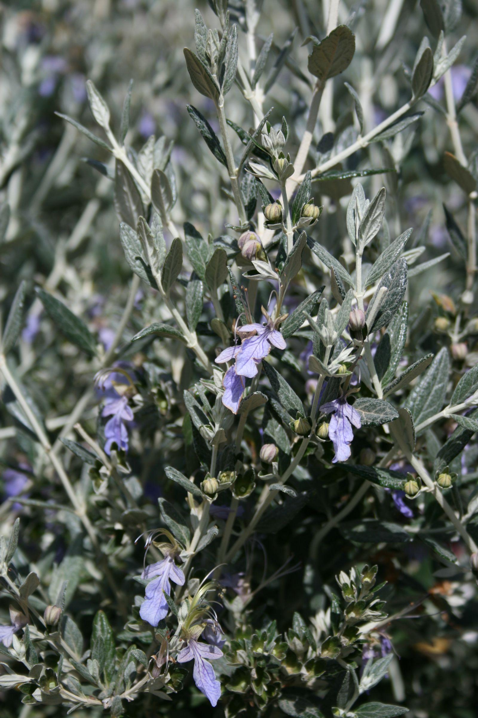 Tree Germander Teucrium Fruticans Care Guide Pests Diseases tree-germander-teucrium-fruticans-care-guide-pests-diseases