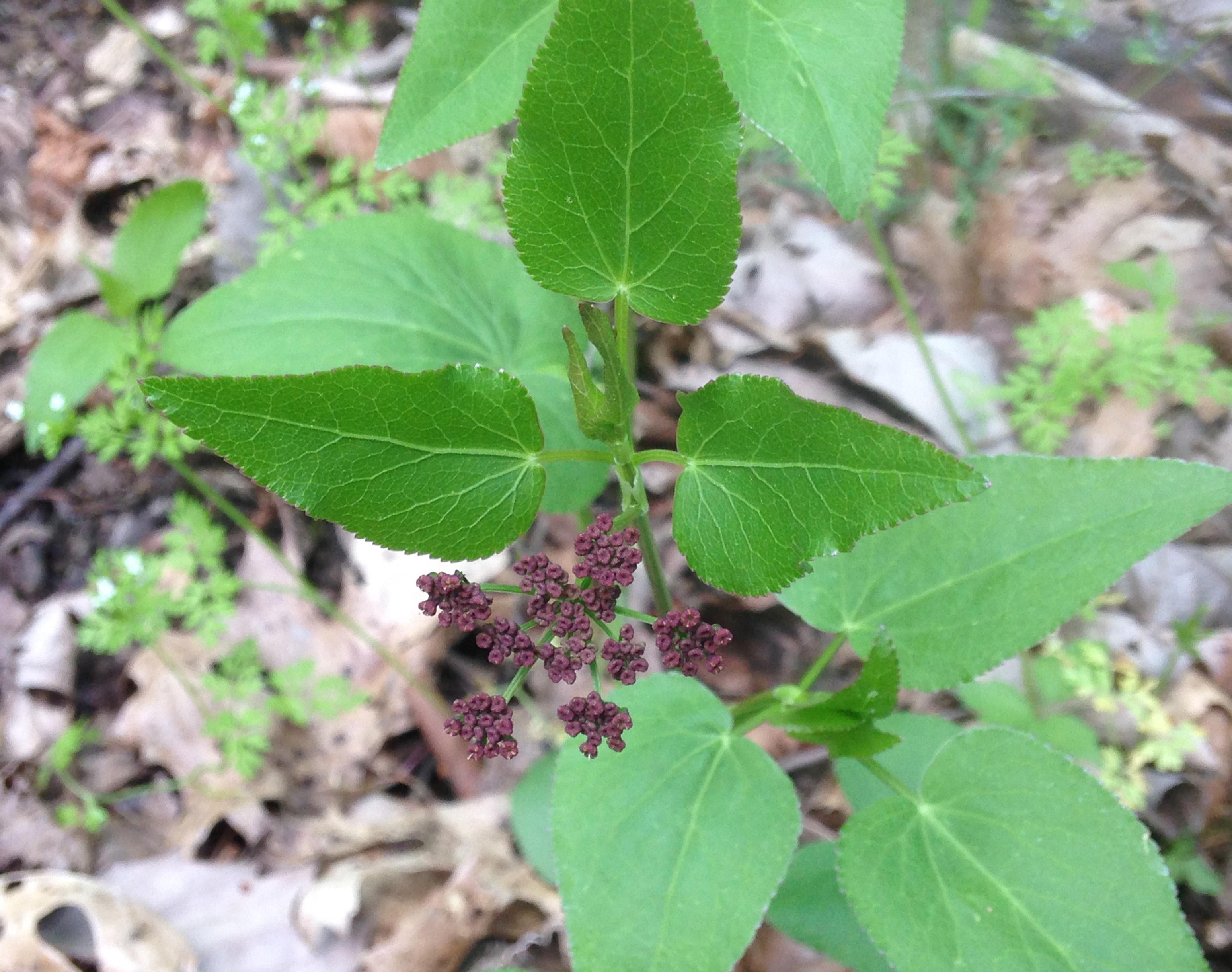 Purple meadow-parsnip (Thaspium trifoliatum) Care Guide: Pests ...